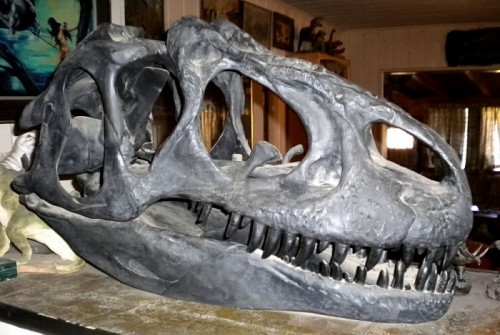 Allosaurus fragilis Skull