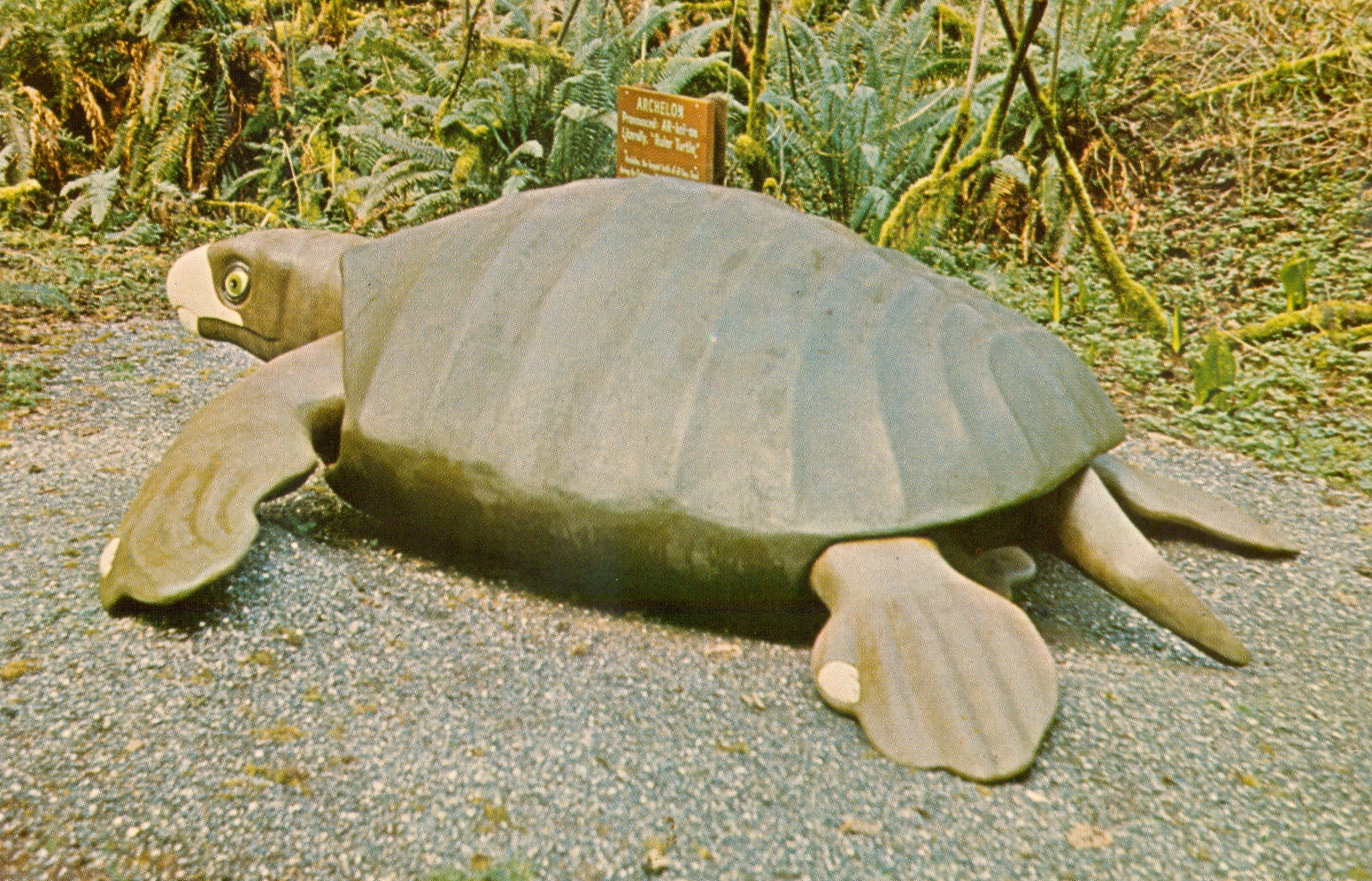 Protostega Skull
