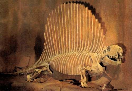 Dimetrodon Skull