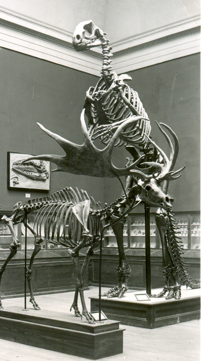 Allen A. Debus Hadrosaurus Sculpture