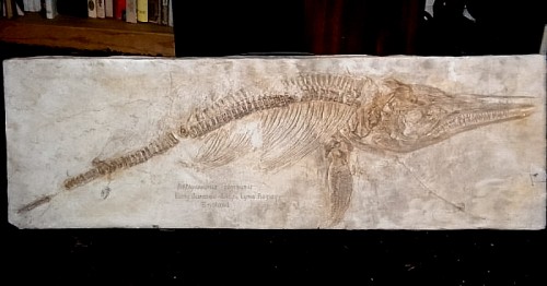 Ichthyosaur Skeletons