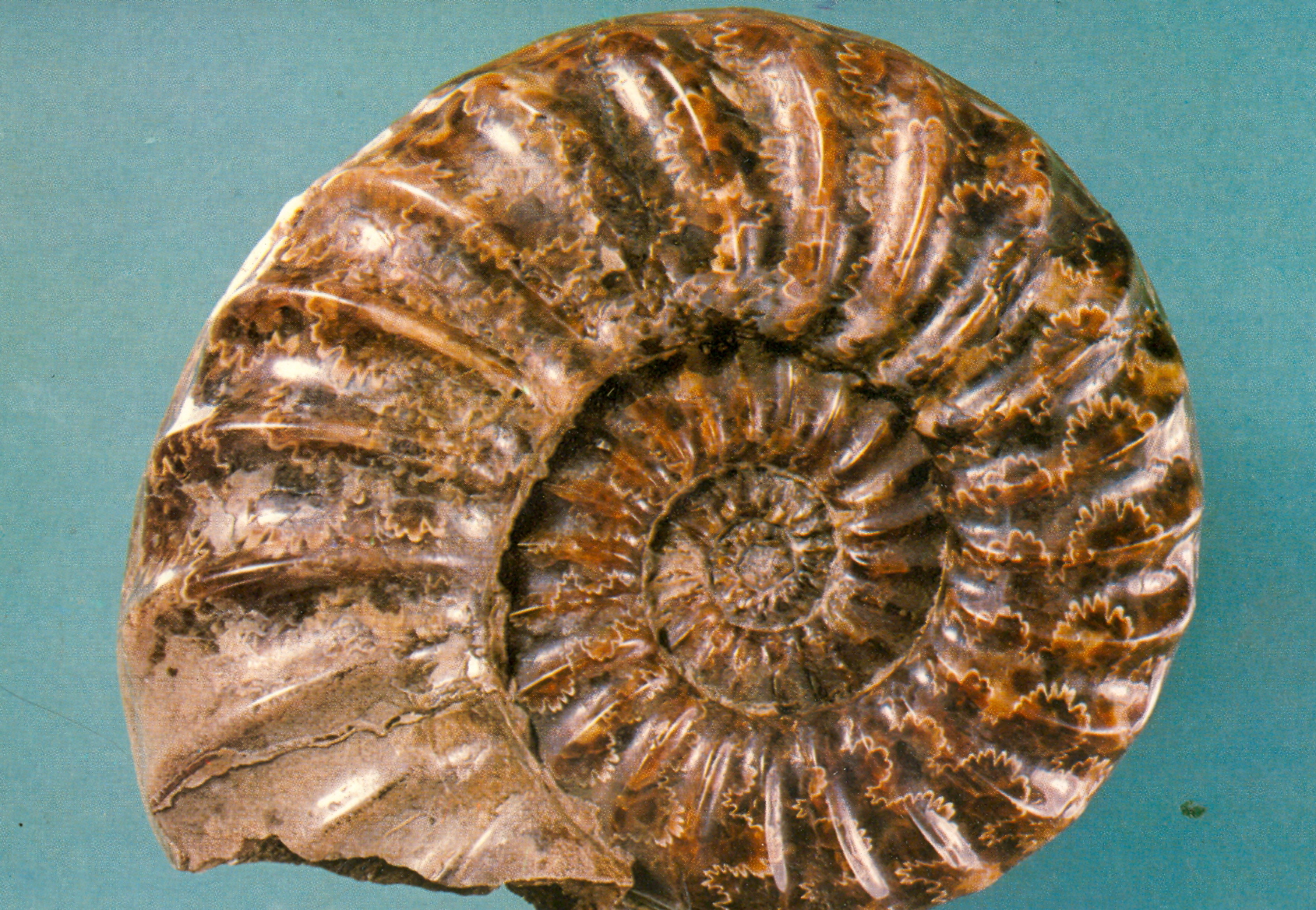Atychodracon Skeleton