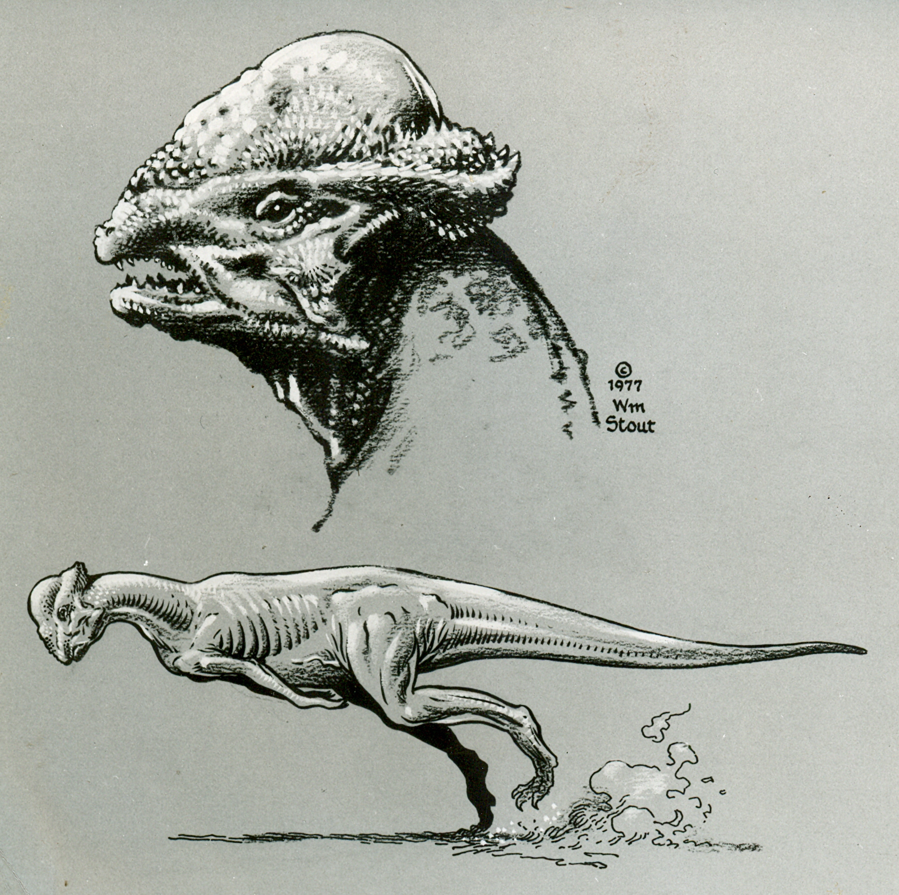 Stegoceras Skull
