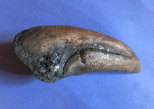 Tyrannosaurus rex Claw