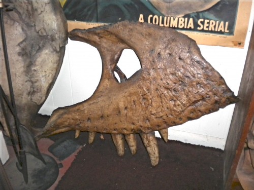 Tyrannosaurus rex Maxilla