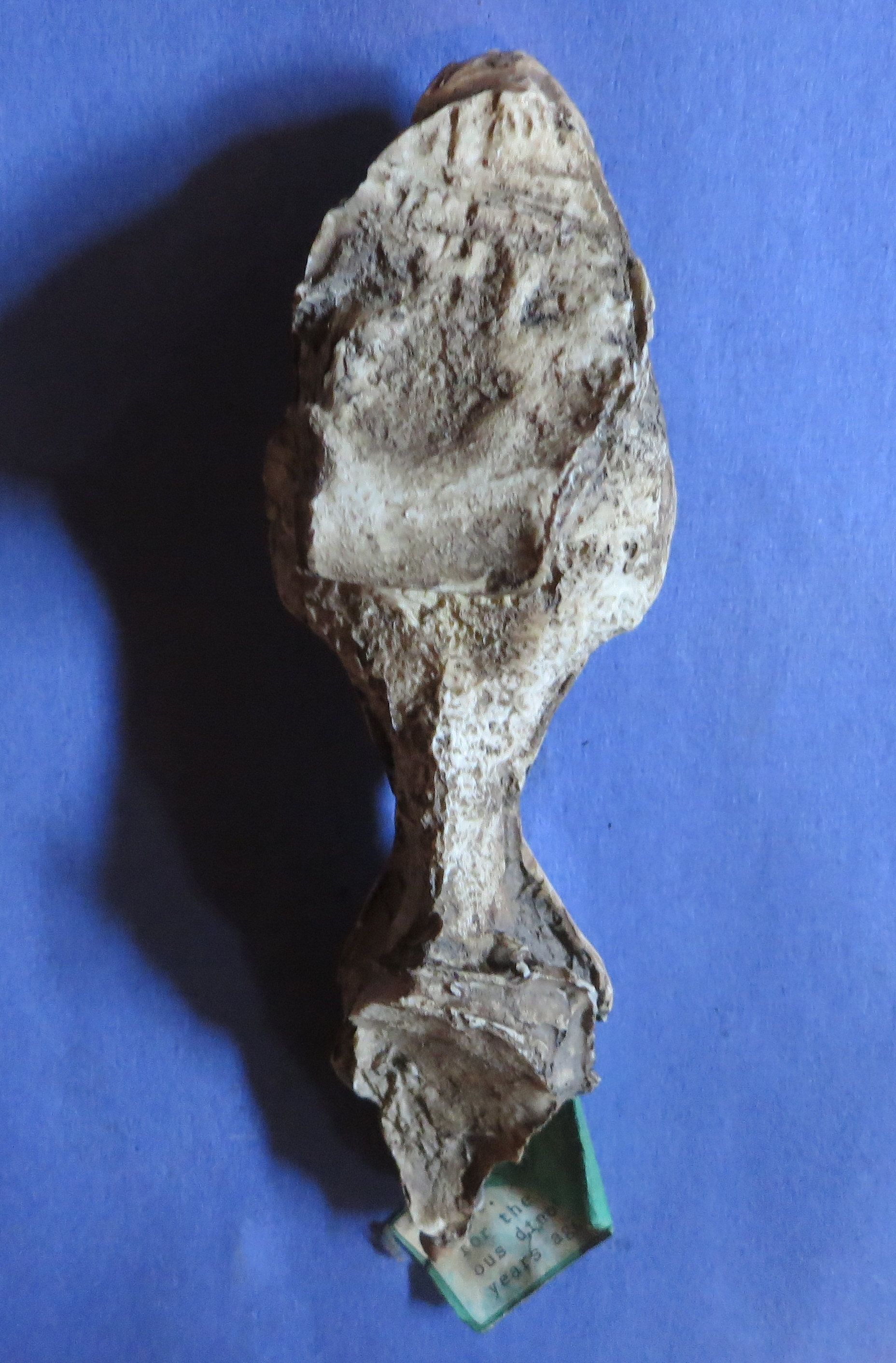 Tyrannosaurus rex Endocast