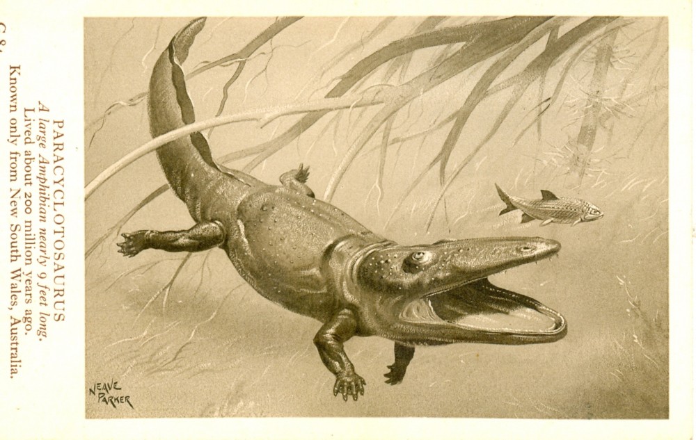 Prehistoric Amphibian Skulls