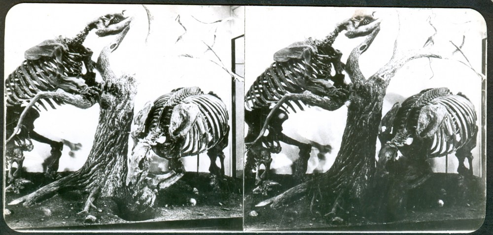 The Field Museum (formerly Field Museum of Natural History and Chicago ...