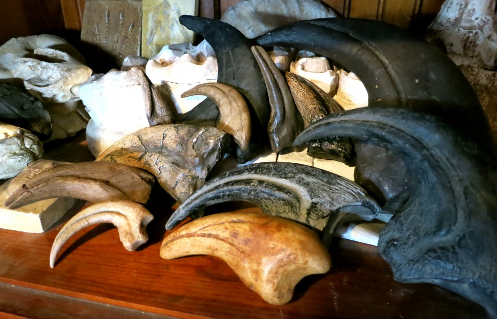 Theropod Dinosaur Claws