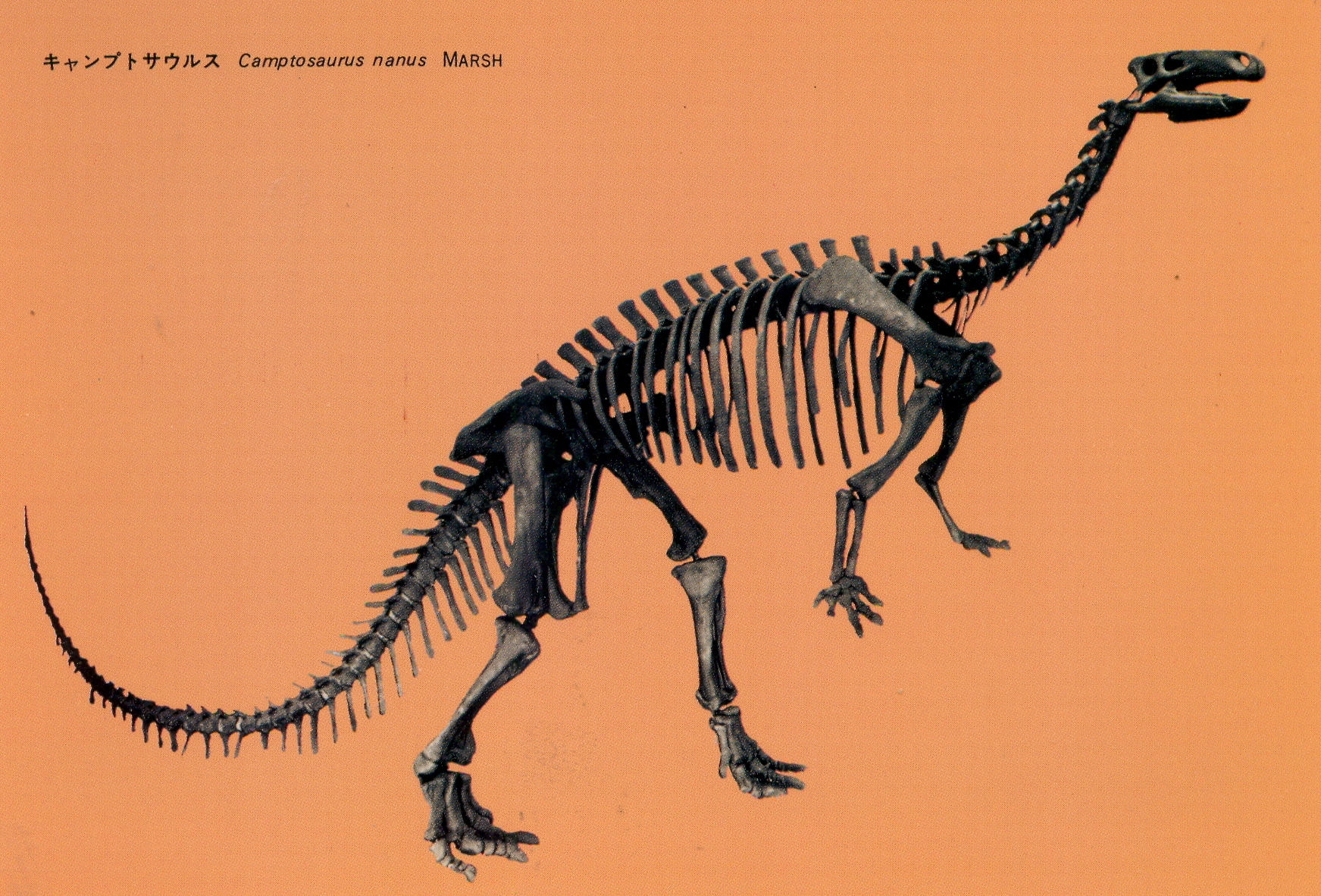 Camptosaurus Skull and Manus