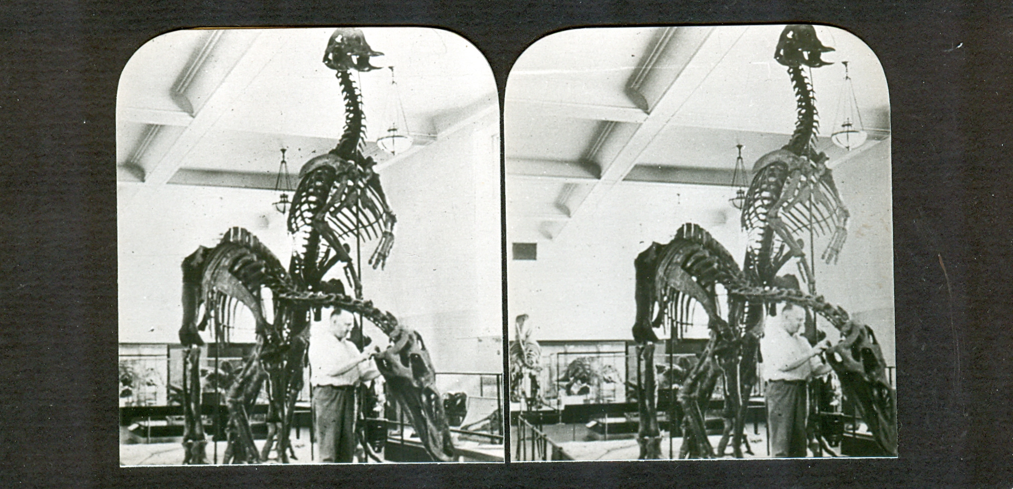 Edmontosaurus Skull