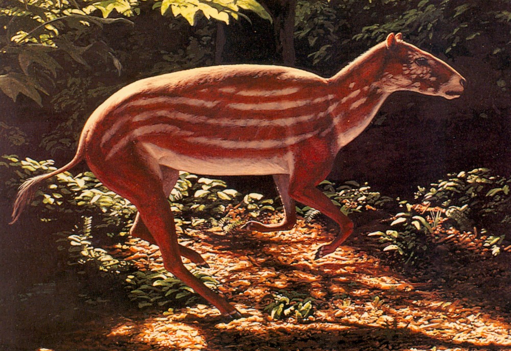 “Little Horses” Feet