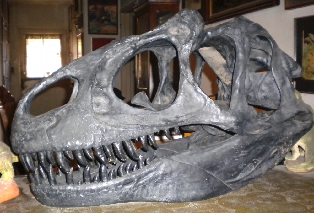 Allosaurus fragilis Skull