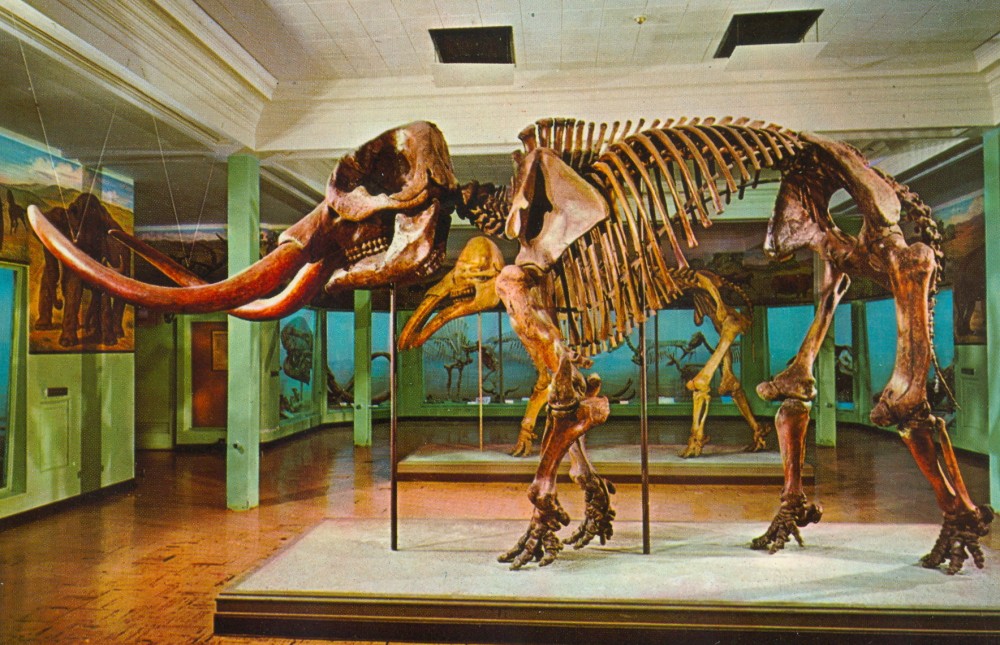 American Mastodon Postcards