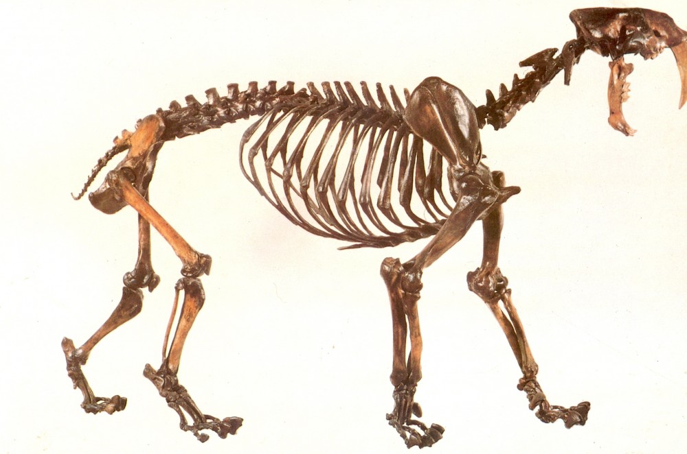 Rancho La Brea Collectibles