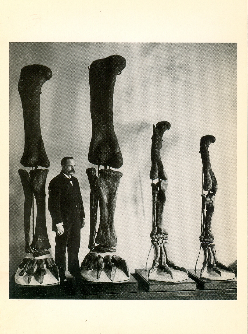 Apatosaurus Femur