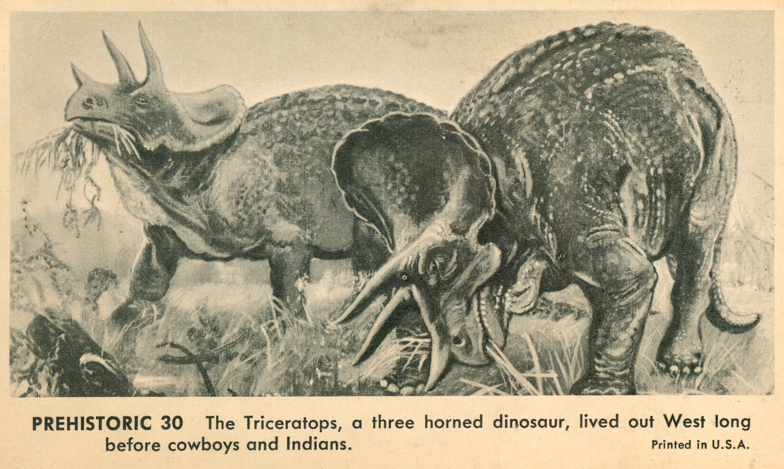 Triceratops Postcards