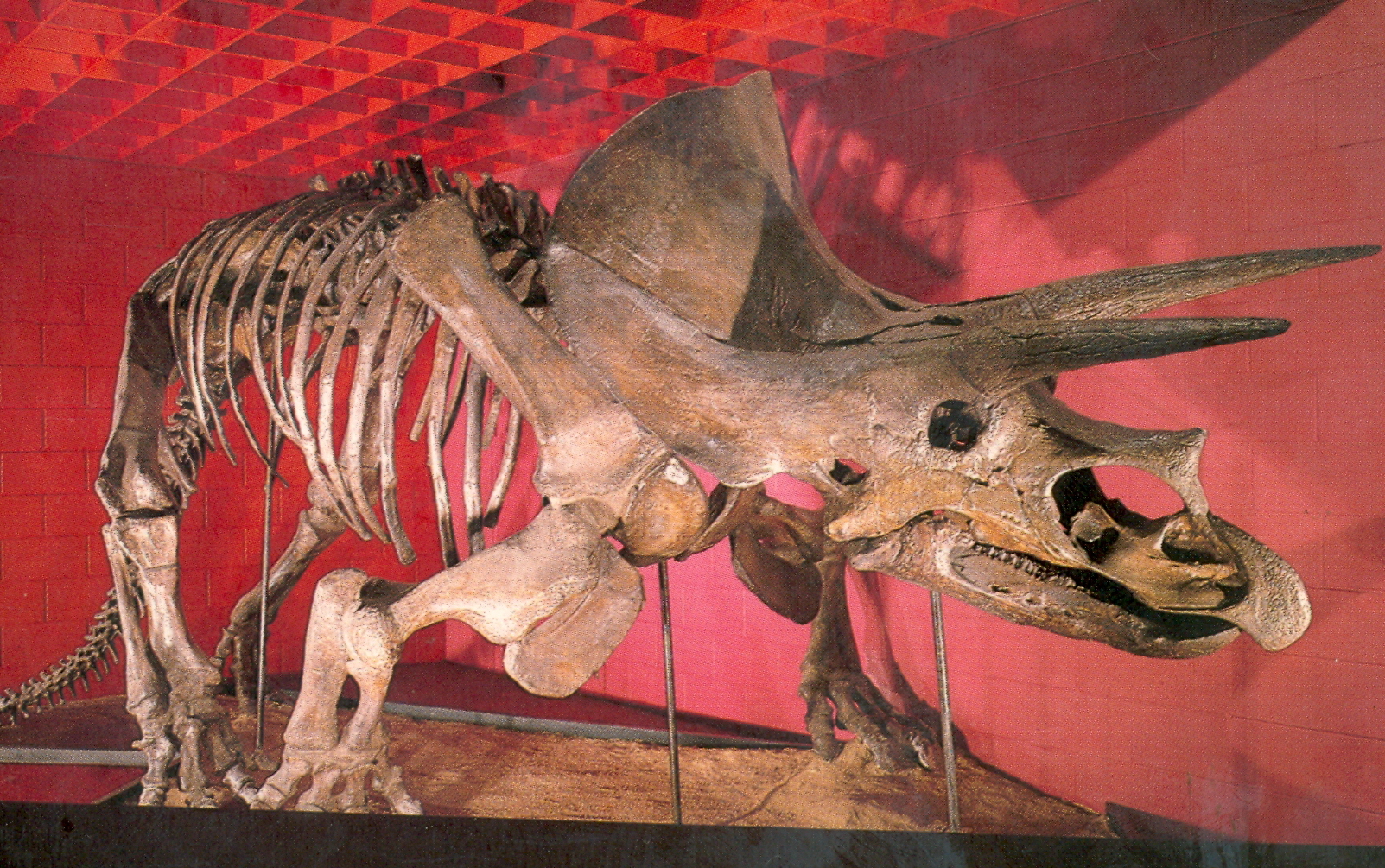 Triceratops Postcards
