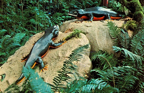 Prehistoric Amphibian Skulls