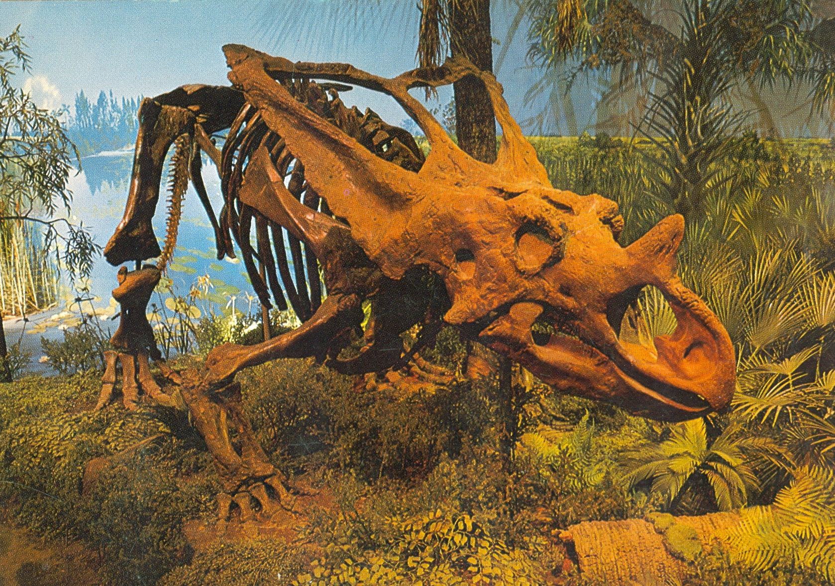 Chasmosaurus Skull