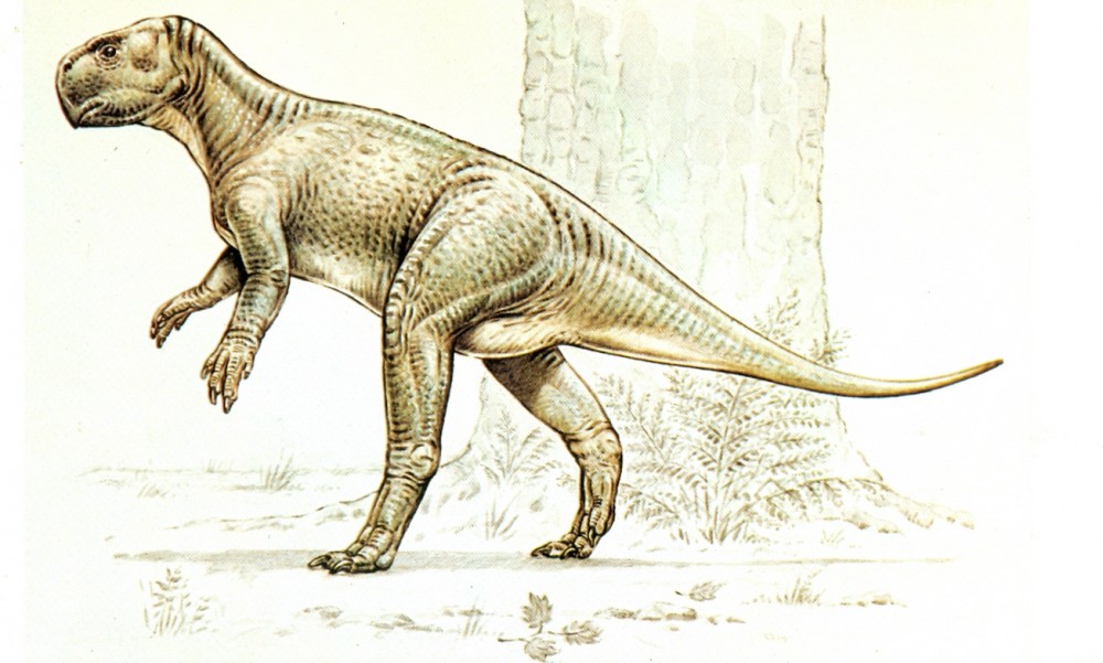 Basal Ceratopsian (Horned Dinosaur) Skulls