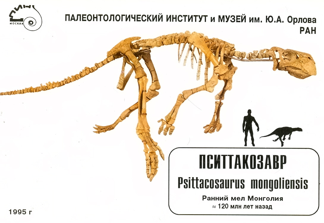 Basal Ceratopsian (Horned Dinosaur) Skulls