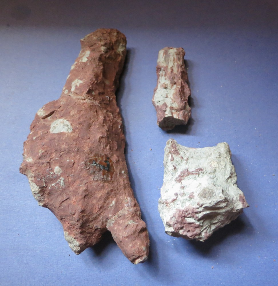 Fosseis De Dimetrodonte