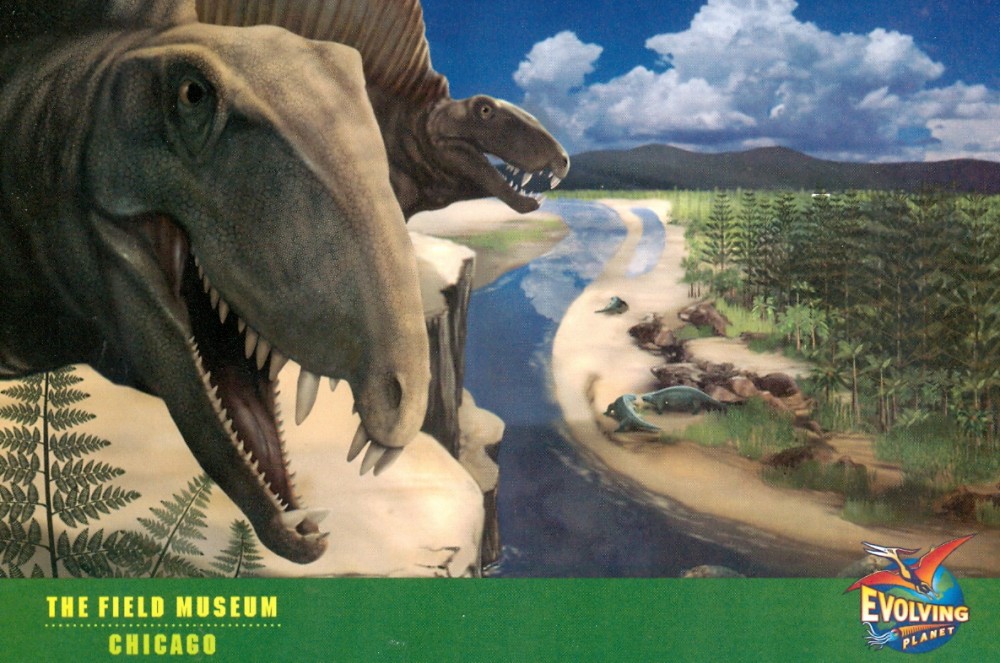 Dimetrodon Fossils