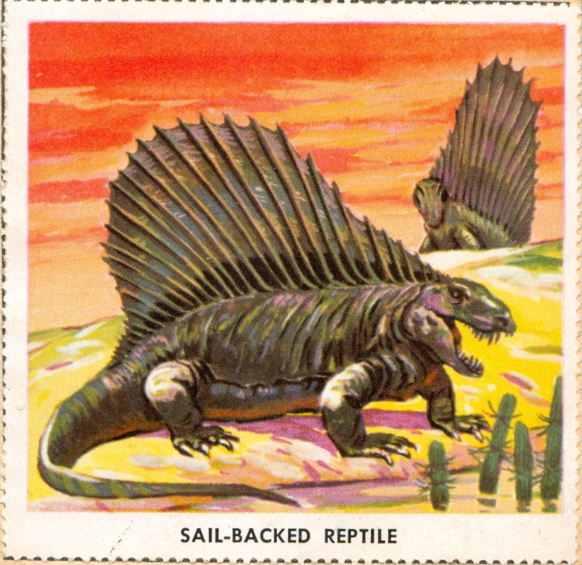 Dimetrodon Fossils