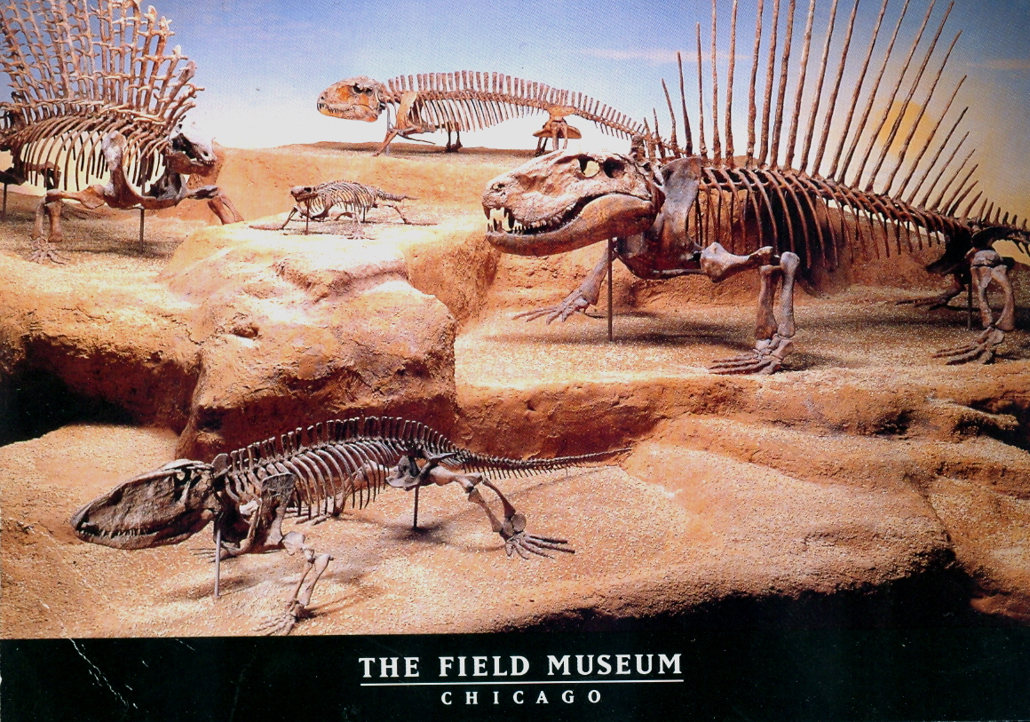 Dimetrodon Fossils