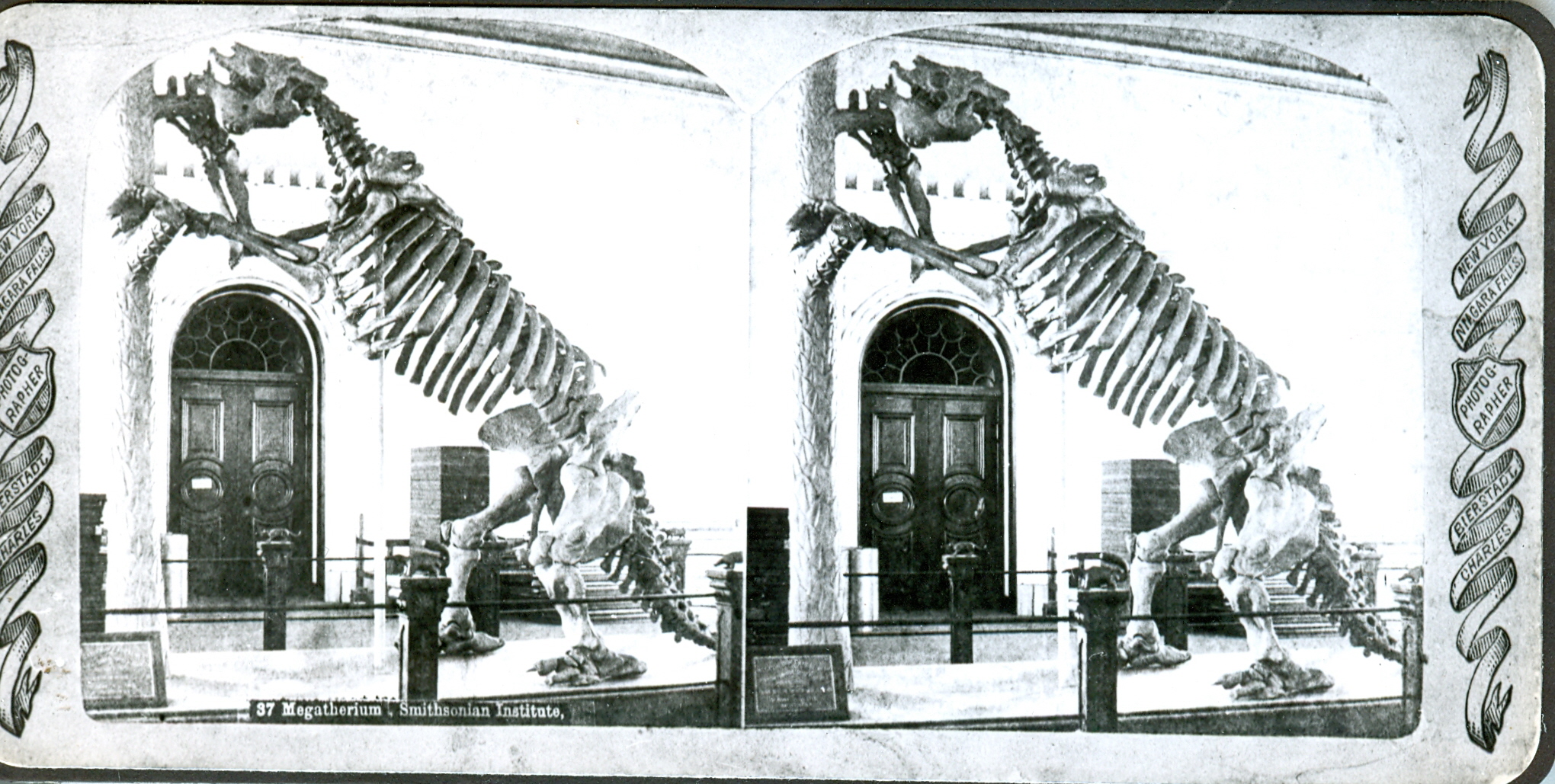 Megatherium Skeleton in 3D
