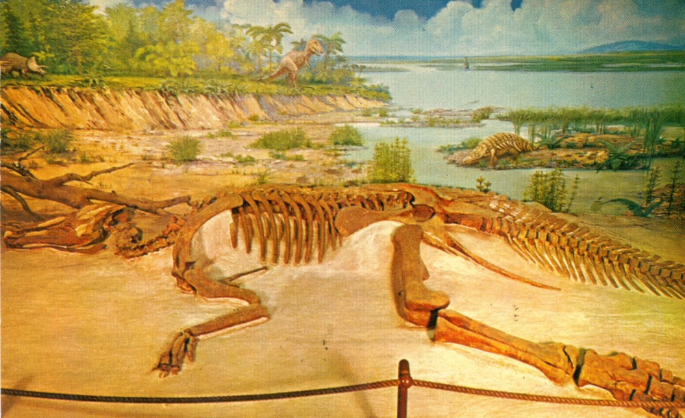 Hadrosaur Ossified Tendons