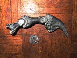 Tyrannosaurus rex Claw