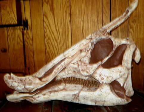 Saurolophus mongoliensis Skull