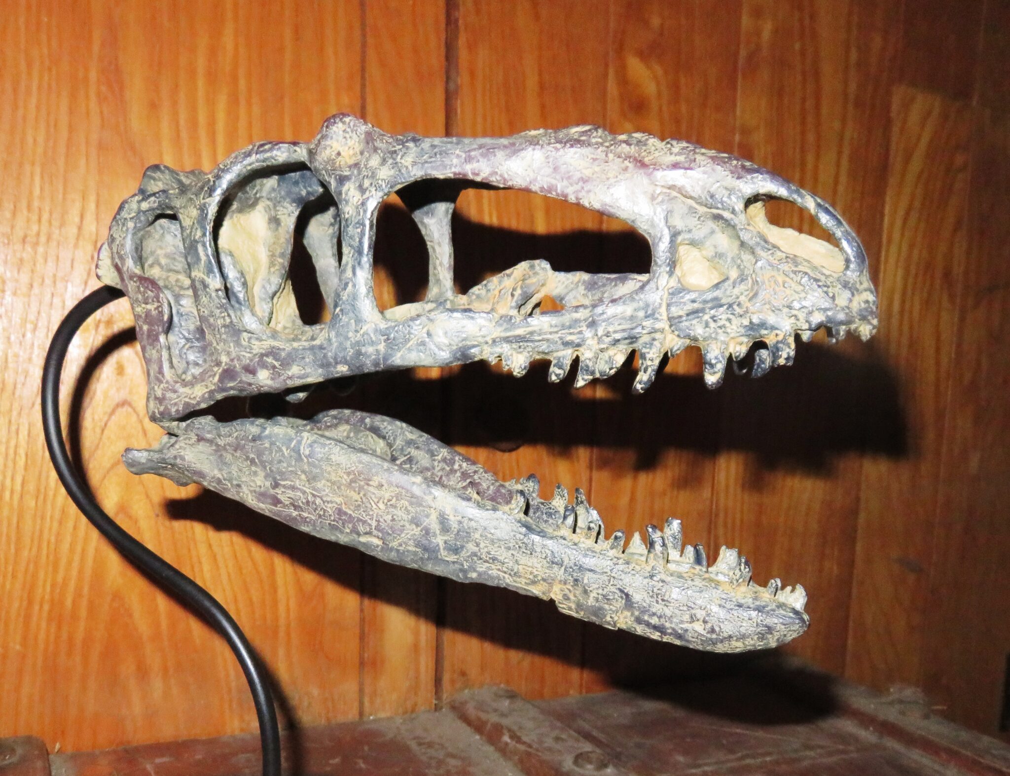 Mongolian Dinosaur Skulls